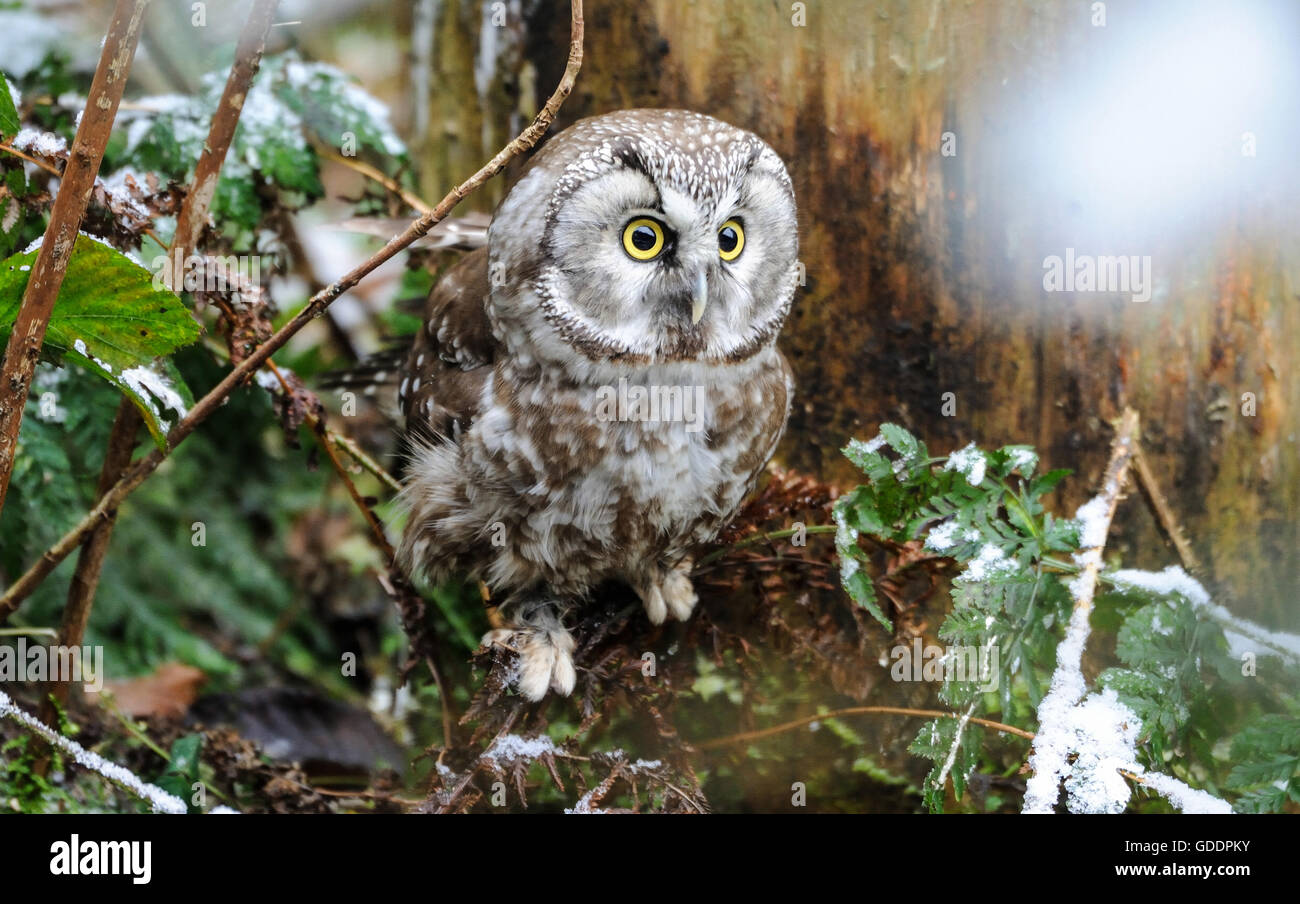 Boreal owl hi-res stock photography and images - Alamy
