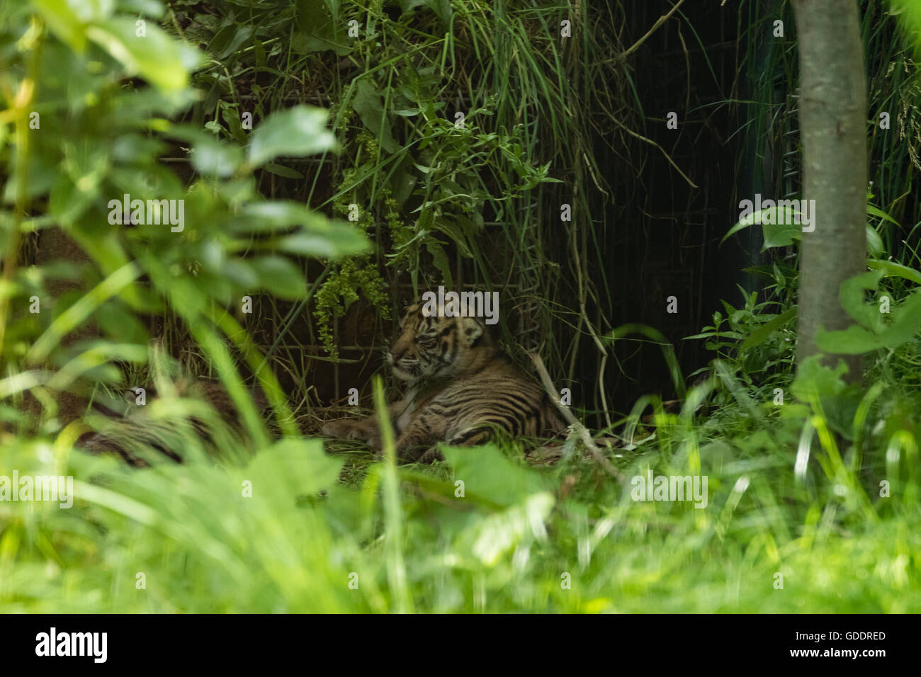 London Zoo's rare Sumatran Tiger , Melati brings her two newly-arrived ...