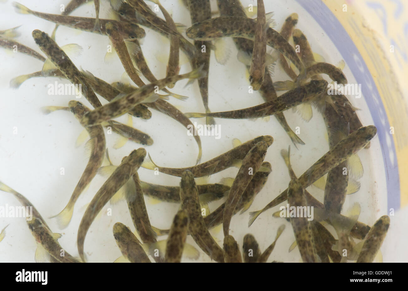 Freiburg, Germany. 15th July, 2016. Young salmon swim in a bucket in ...