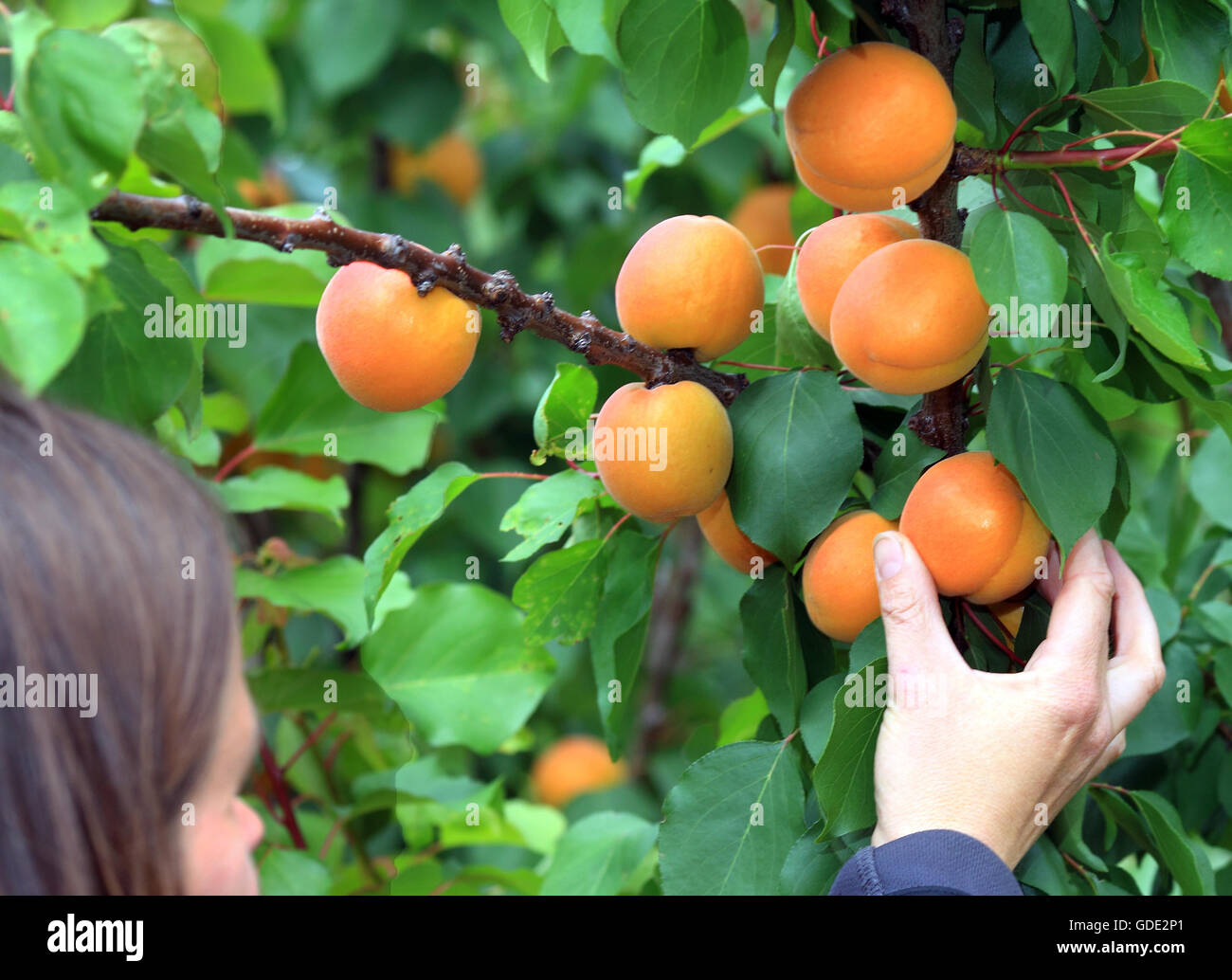 Live around fruit trees hi-res stock photography and images - Alamy