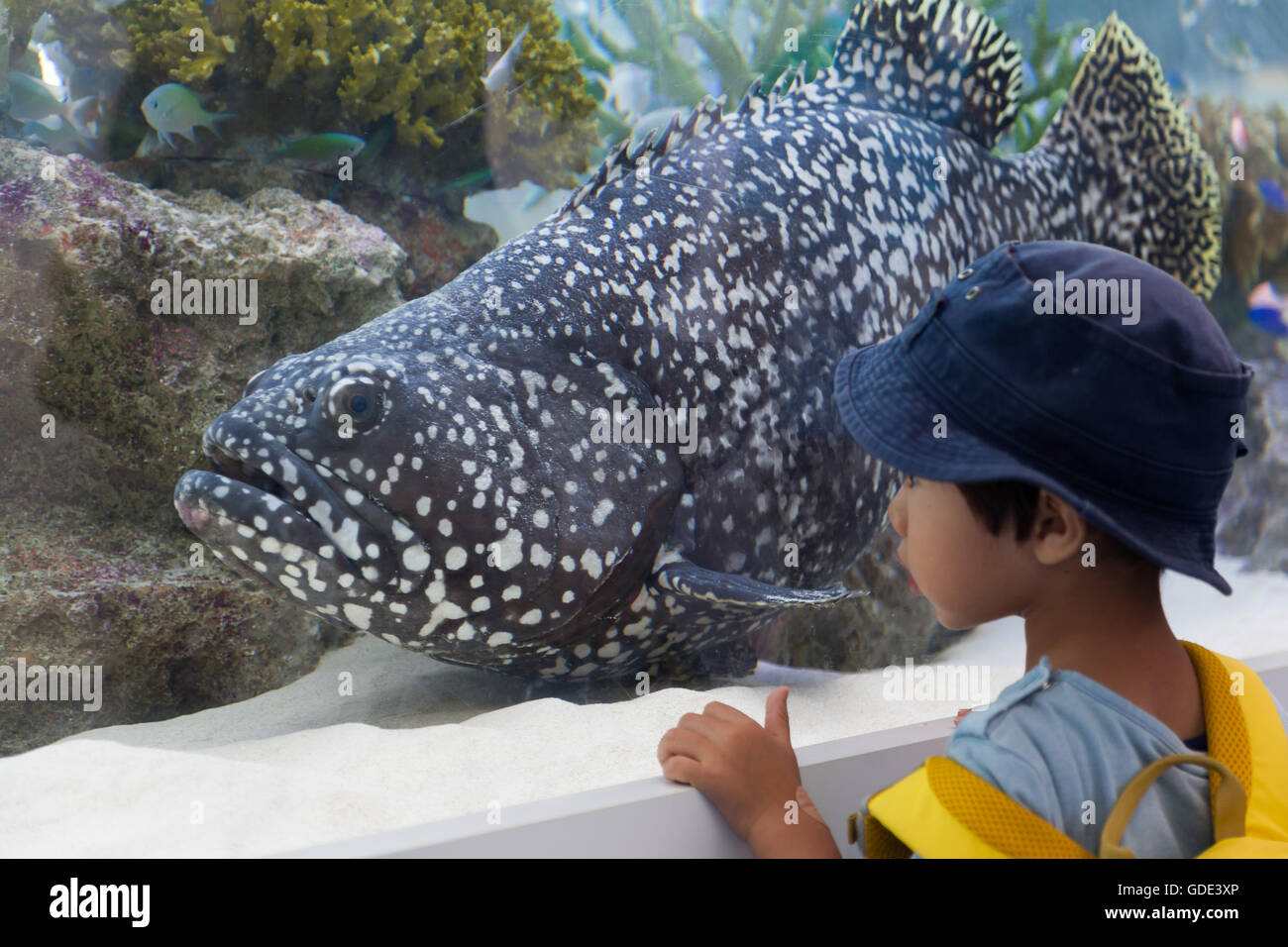 Tokyo, Japan. 16th July, 2016. A boy looks at a giant grouper from ...