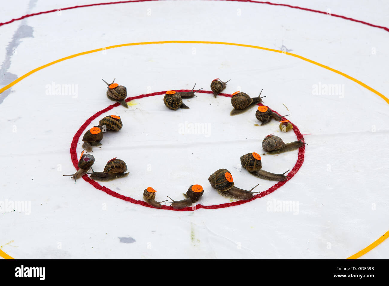 The world snail racing championships hi-res stock photography and ...