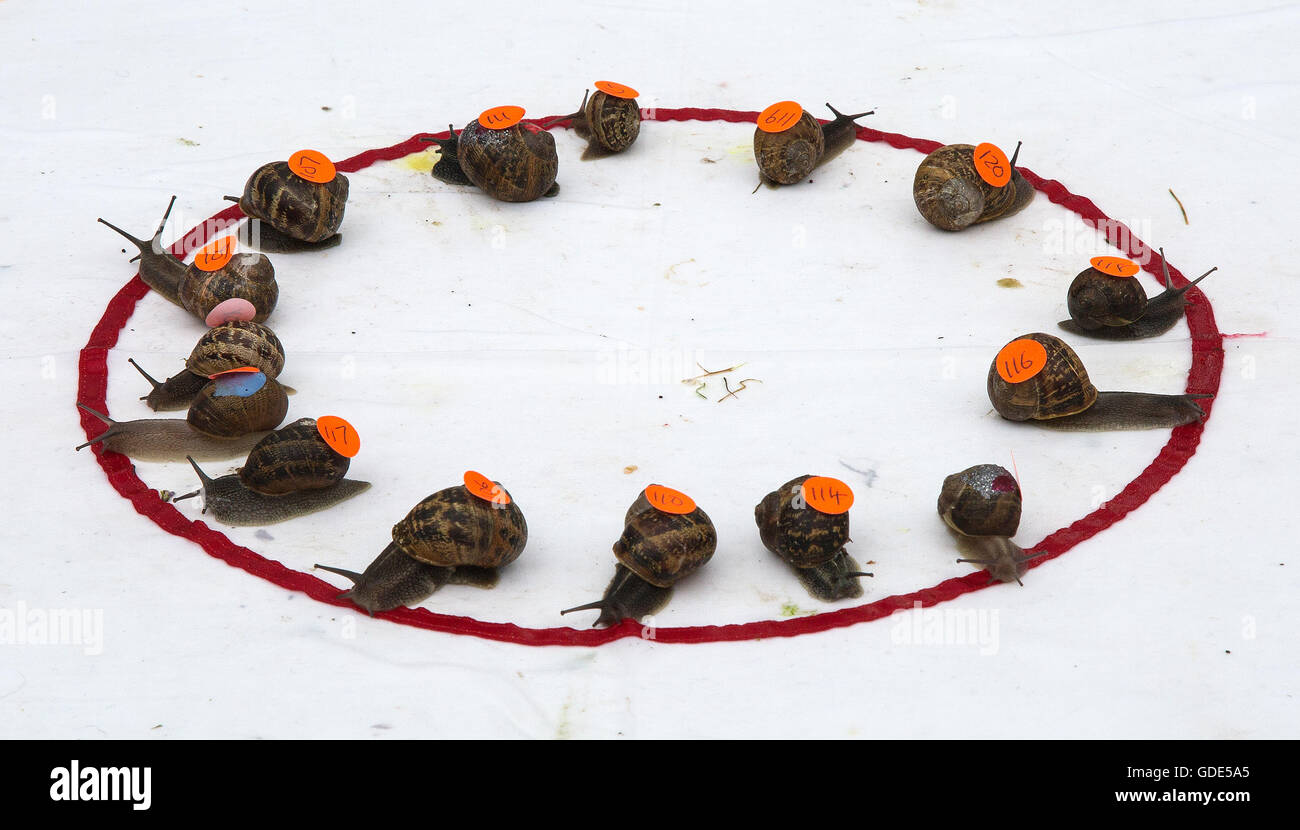 World snail racing hi-res stock photography and images - Alamy
