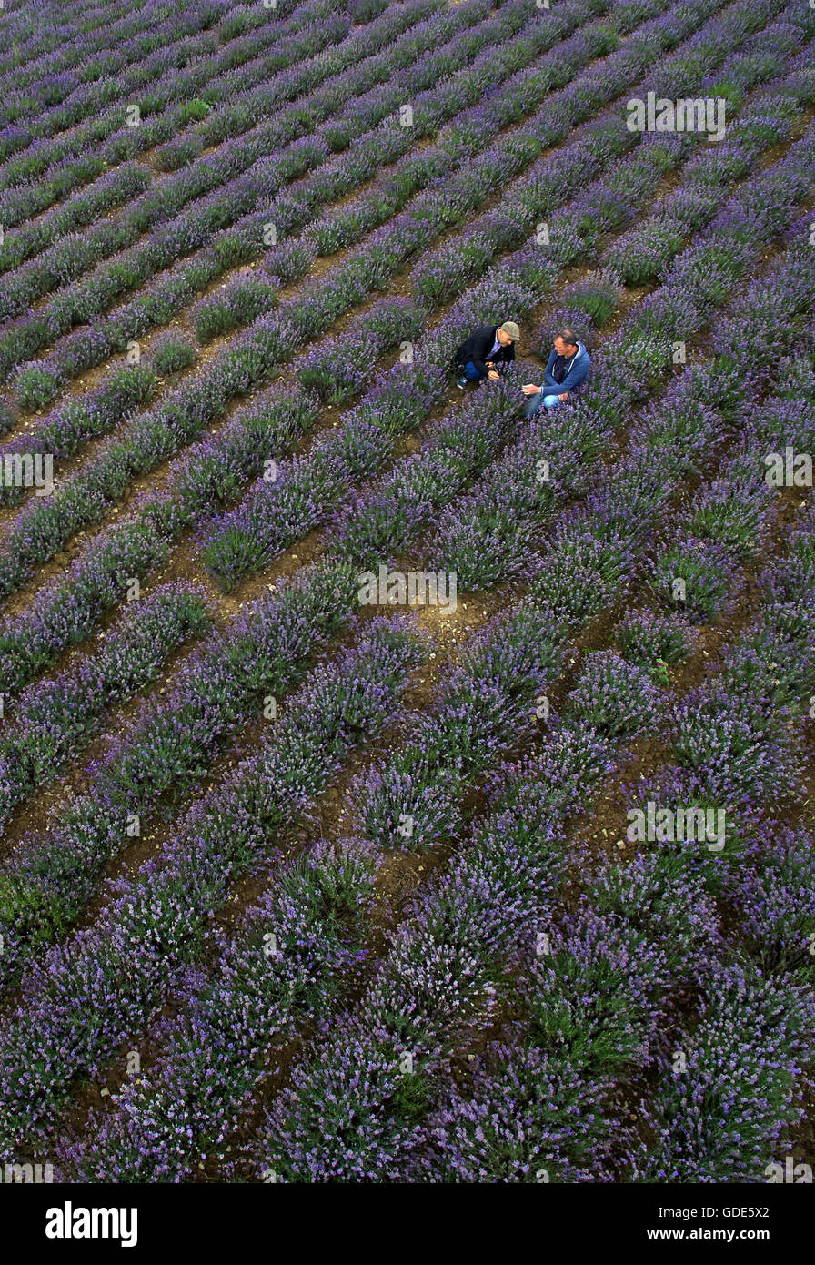 Lavender field in germany in east westphalia hi-res stock photography ...