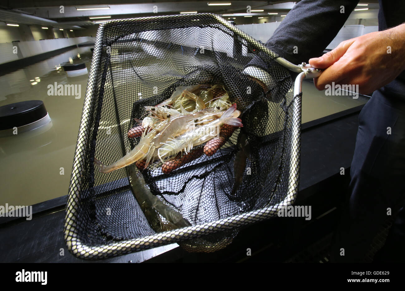 Langenpreising, Germany. 3rd May, 2016. Fabian Riedel, CEO of the prawn ...