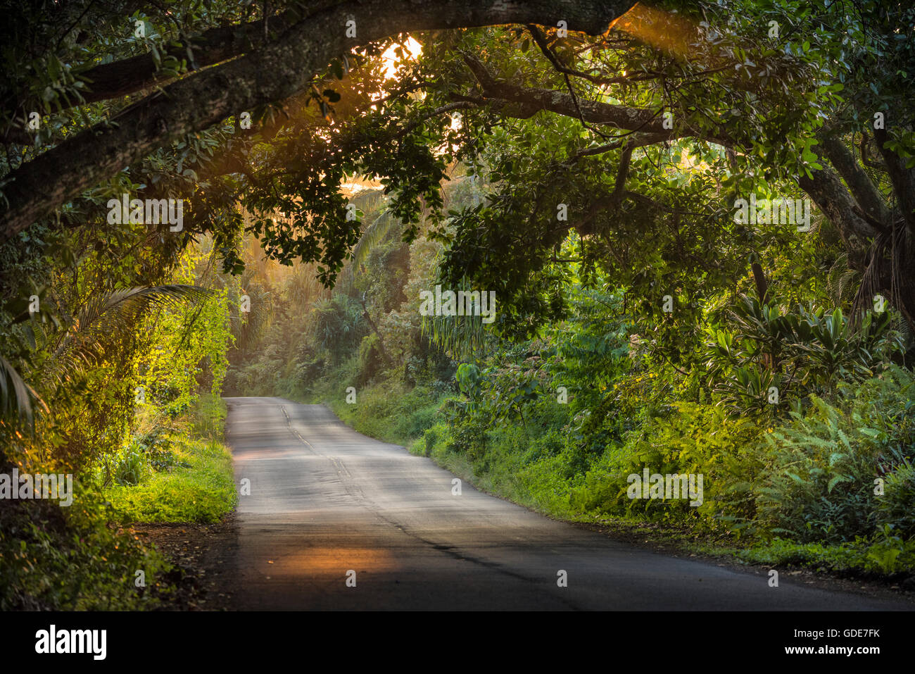 USA,Vereinigte Staaten,Amerika,Hawaii,Big Island,Puna District,tree ...