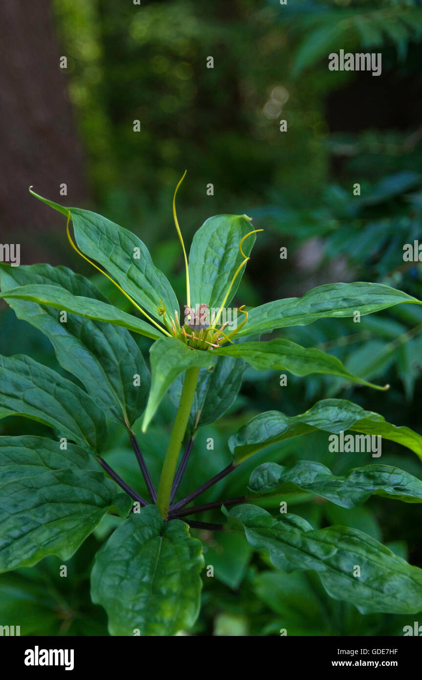 Paris polyphylla, foliage plant Stock Photo - Alamy