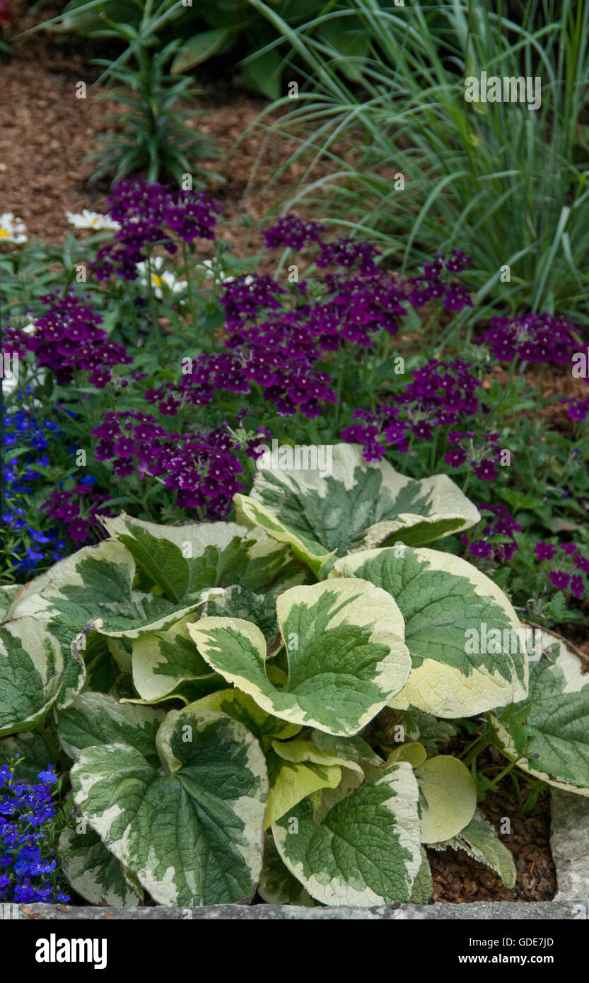 Variegated Brunnera Hadspen Cream with purple Verbena Stock Photo - Alamy