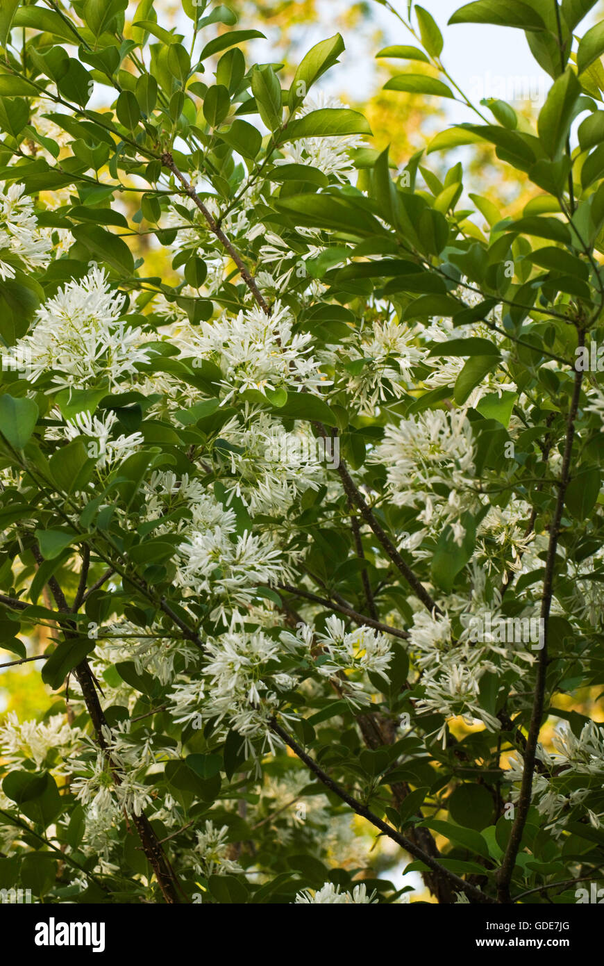 Chinese fringe tree chionanthus retusus hi-res stock photography and ...