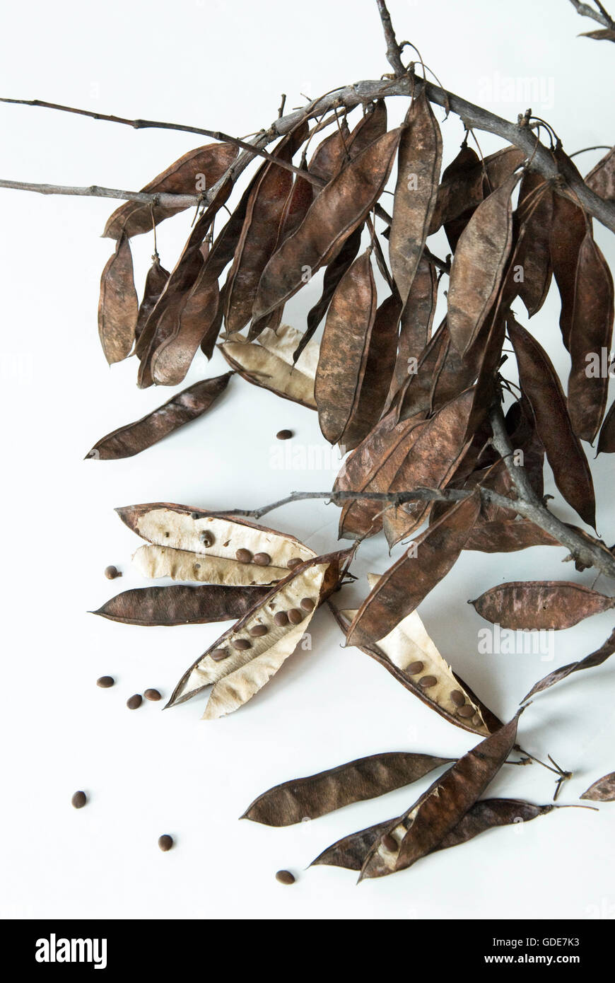 Cercis canadensis , Red Bud seeds Stock Photo - Alamy
