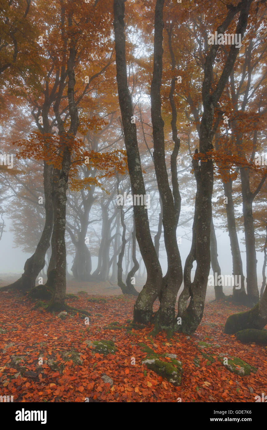 Beech forest in autumn,Switzerland Stock Photo - Alamy