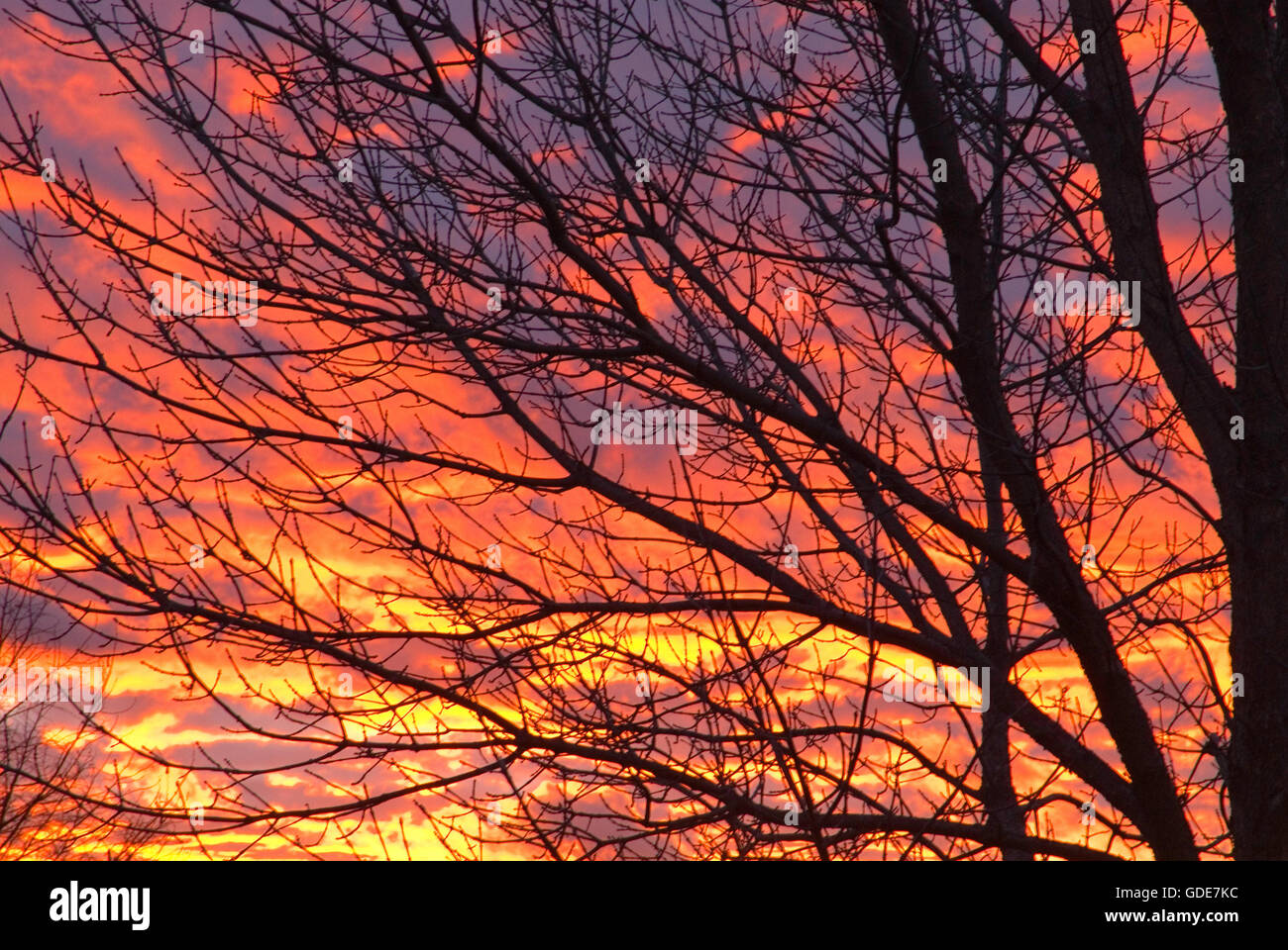 Fiery evening sky with Oak tree silhouette Stock Photo - Alamy