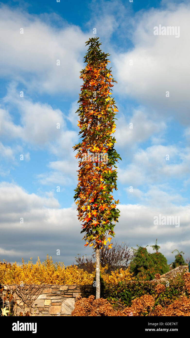 Fastigate hi-res stock photography and images - Alamy