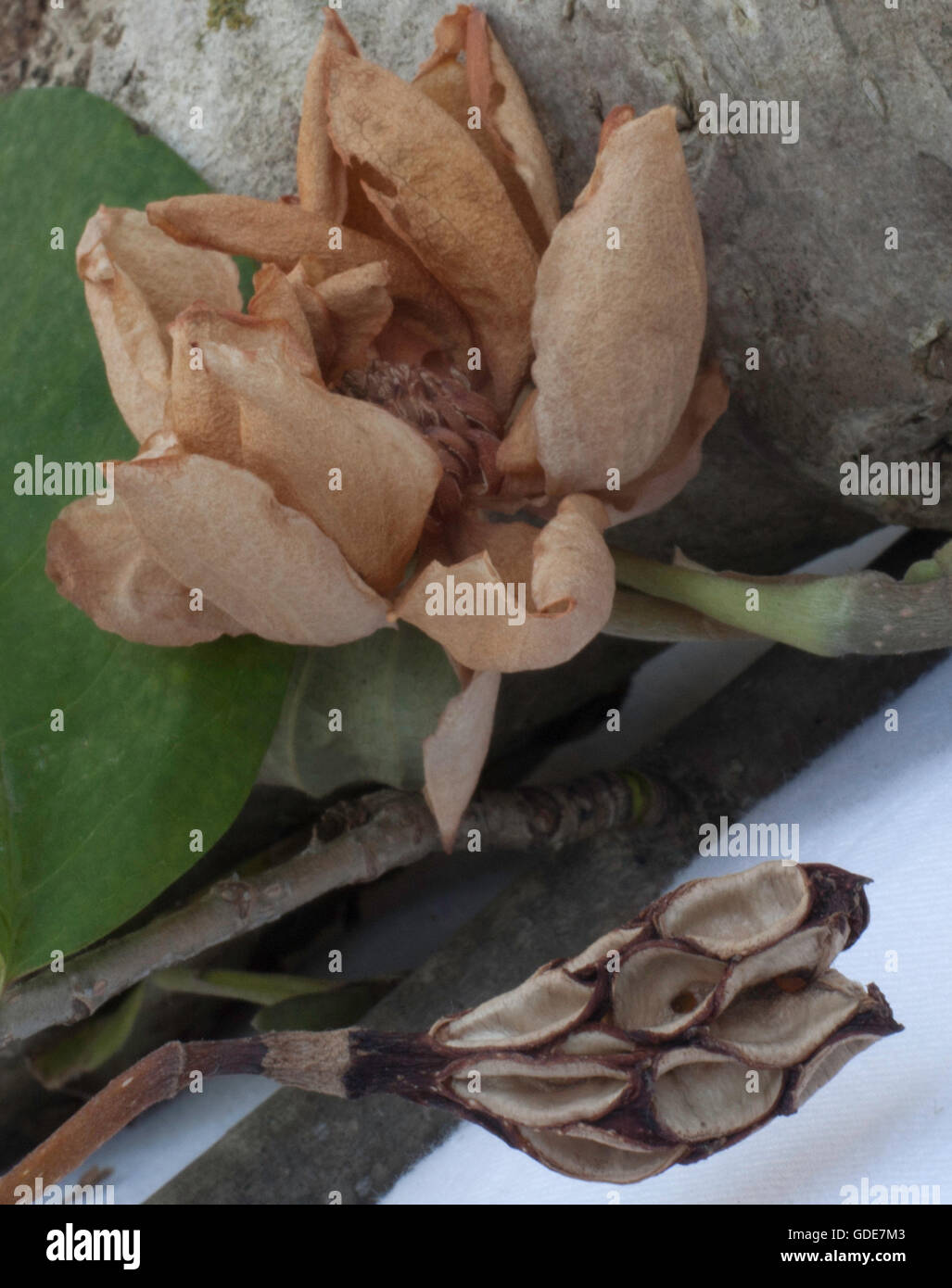 Magnolia seed pod hi-res stock photography and images - Alamy