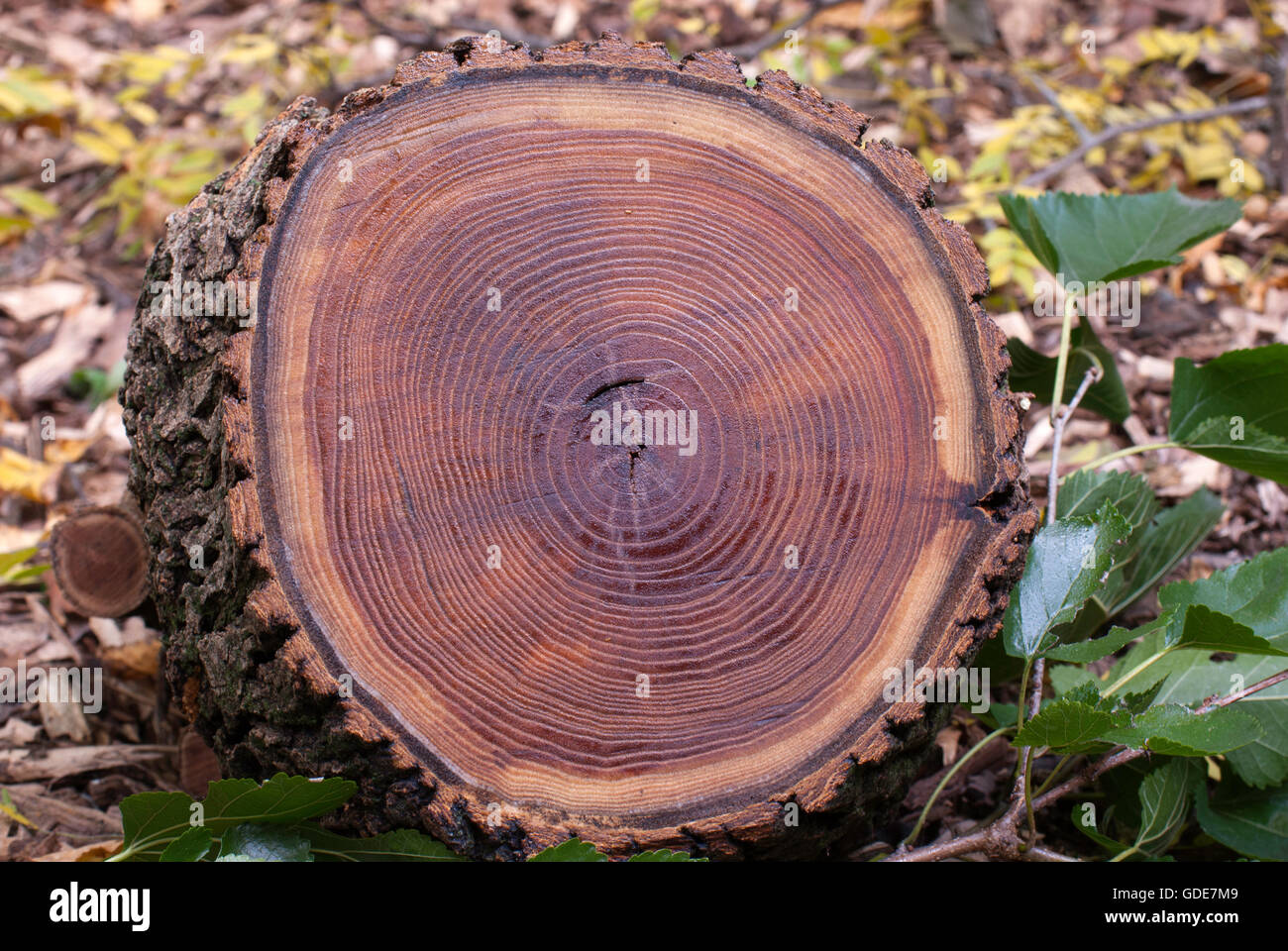 Cross section of log with bark Stock Photo - Alamy