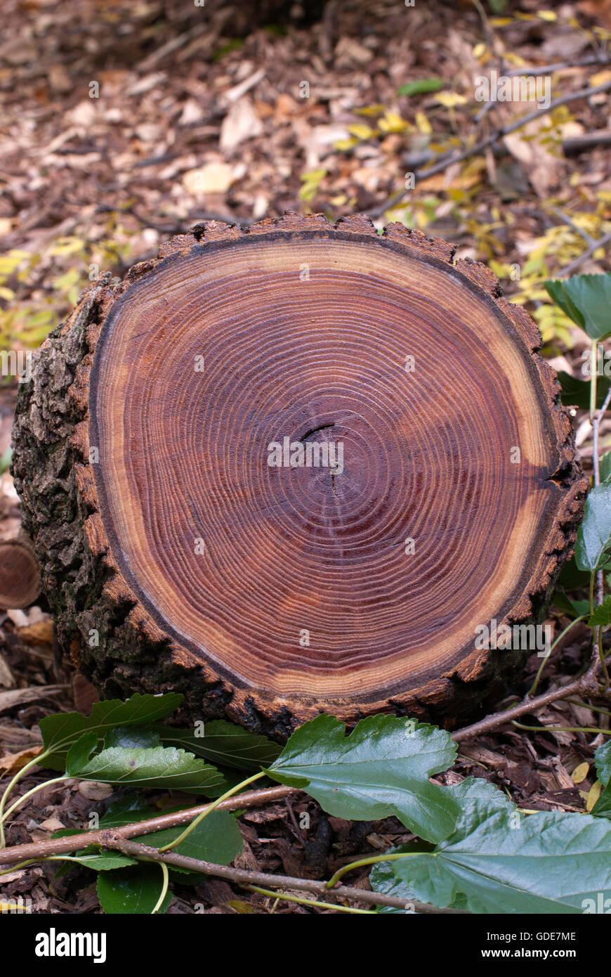 Cambium layer hi-res stock photography and images - Alamy