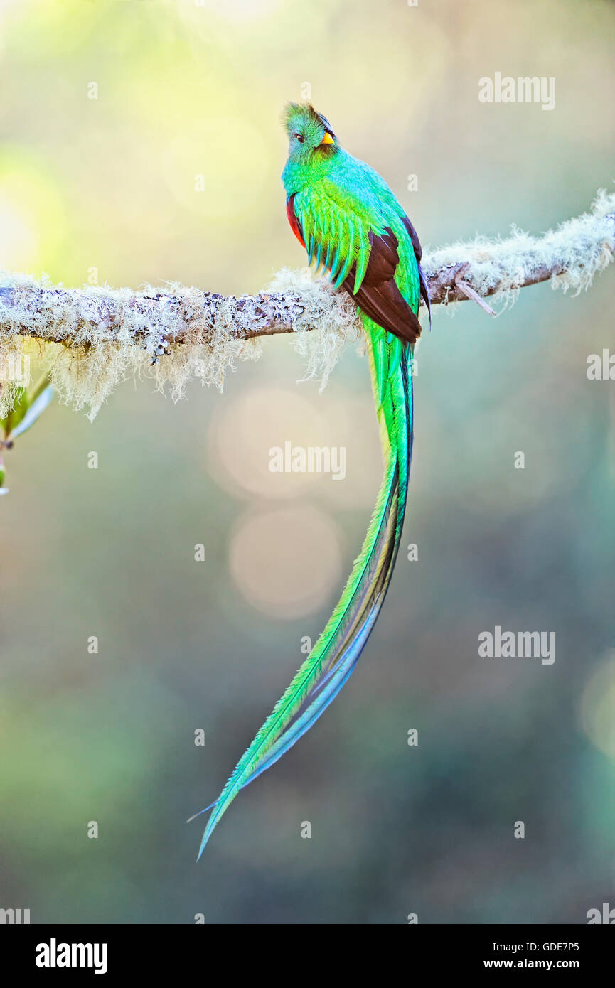 Quetzal hi-res stock photography and images - Alamy