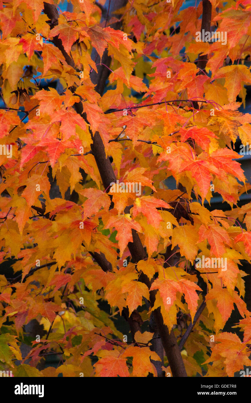 Acer genus hi-res stock photography and images - Alamy