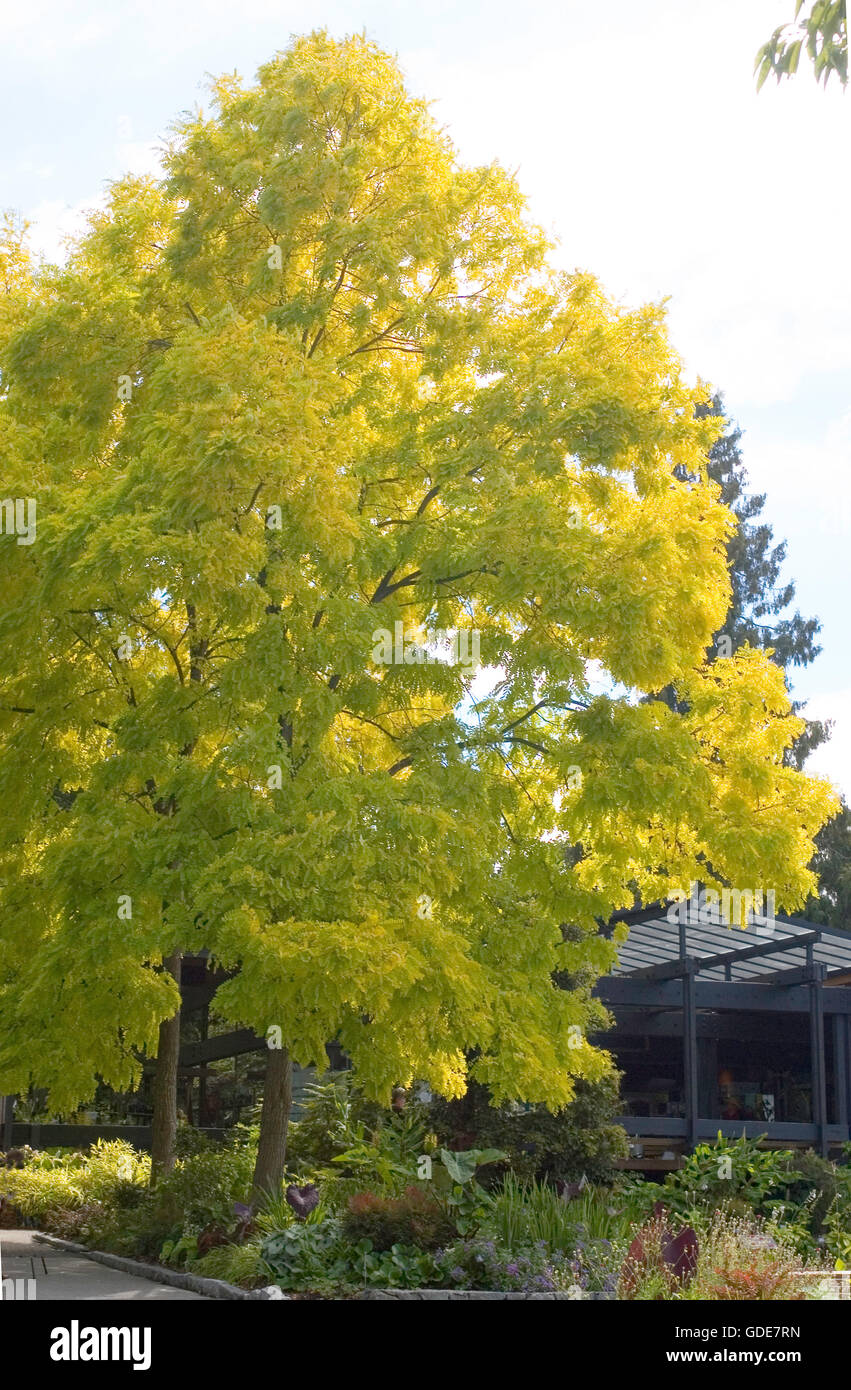 ROBINIA pseudoacacia, aurea, GOLDEN LOCUST Stock Photo - Alamy