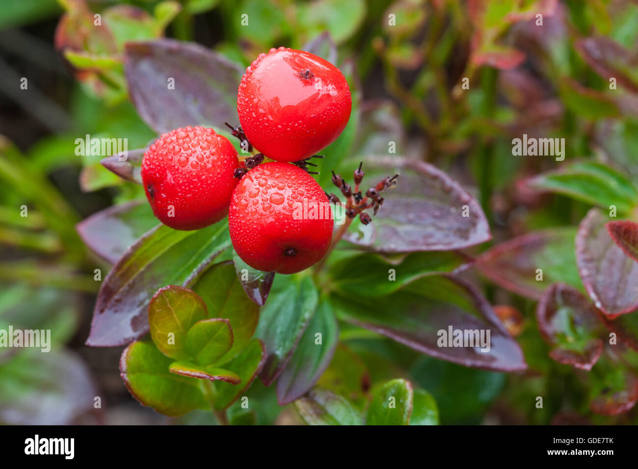 Colors of lapland hi-res stock photography and images - Alamy
