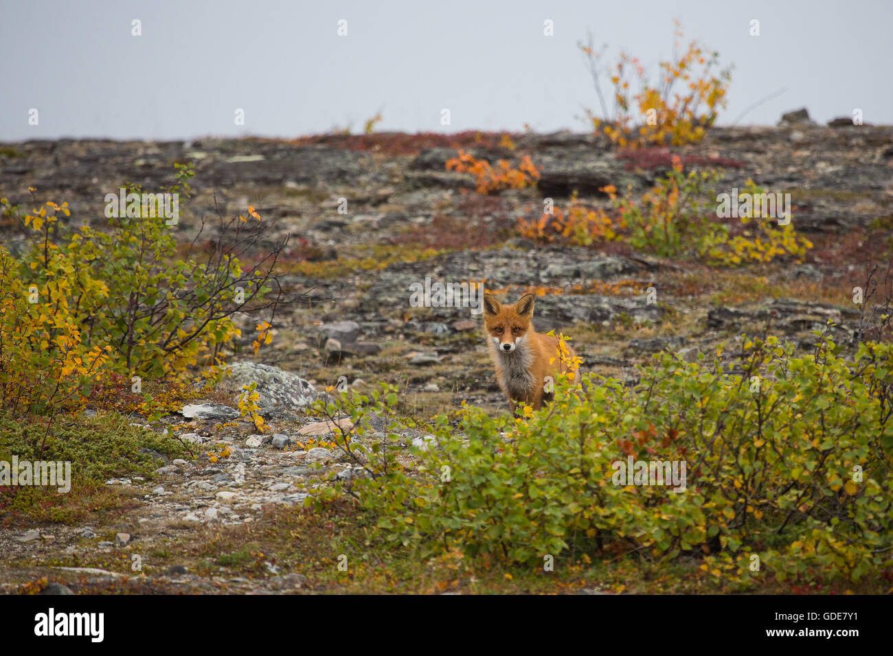 Europe,fox,autumn,autumn colors,Lapland,Norway,red fox,Scandinavia ...