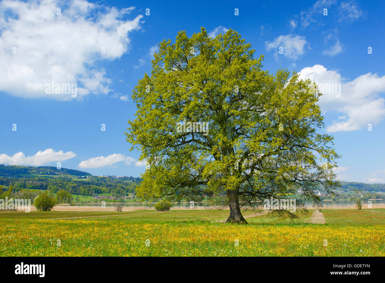 Oak tree switzerland hi-res stock photography and images - Alamy