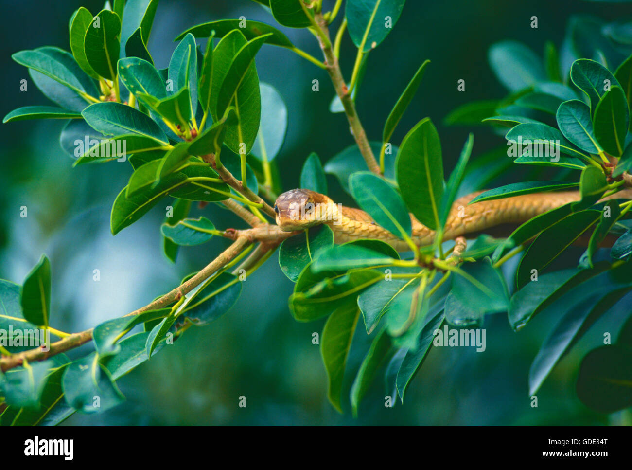 Dispholidus typus south africa hi-res stock photography and images - Alamy