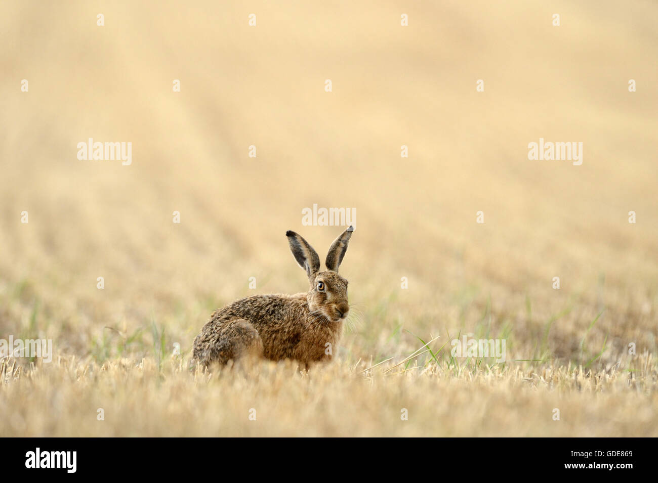 Rabbit field hi-res stock photography and images - Alamy