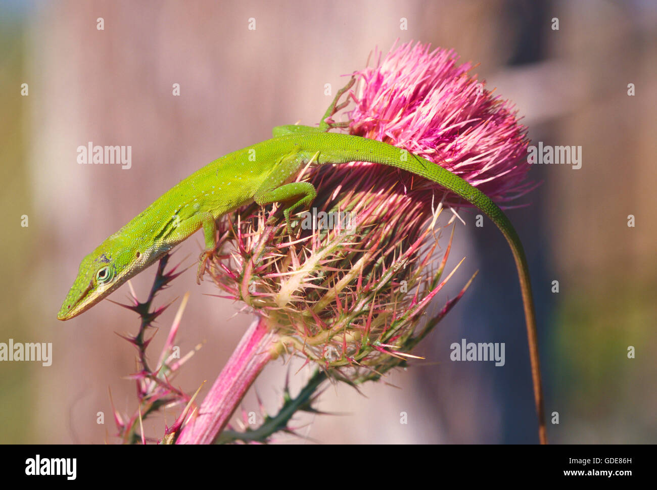 Carolensis hi-res stock photography and images - Alamy