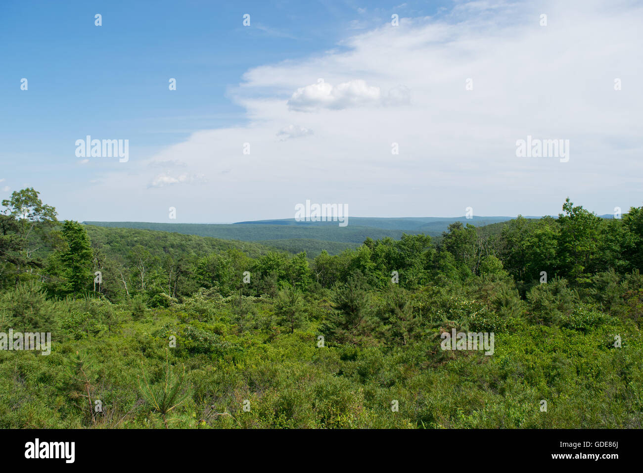 Landscape on Michaux State Forest Stock Photo - Alamy