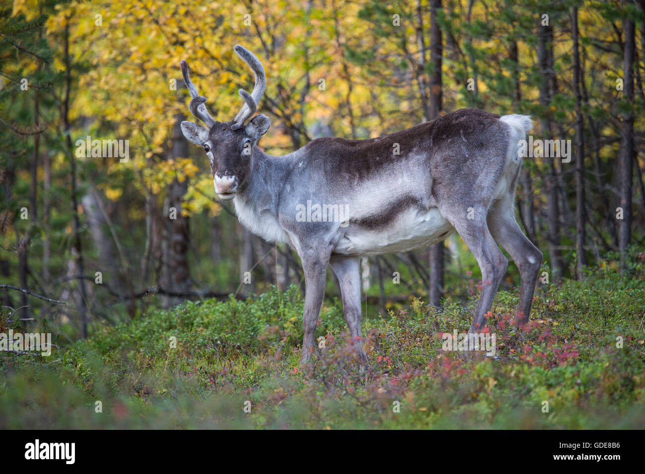 Reindeers lapland hi-res stock photography and images - Alamy