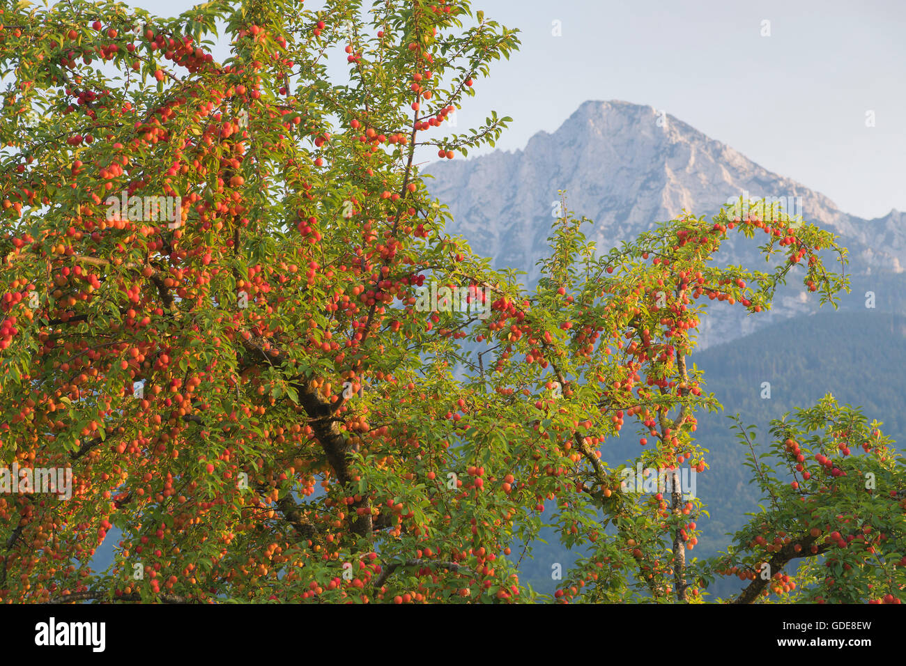 Fruit-tree in Anger with Hochstaufen in the background Stock Photo - Alamy