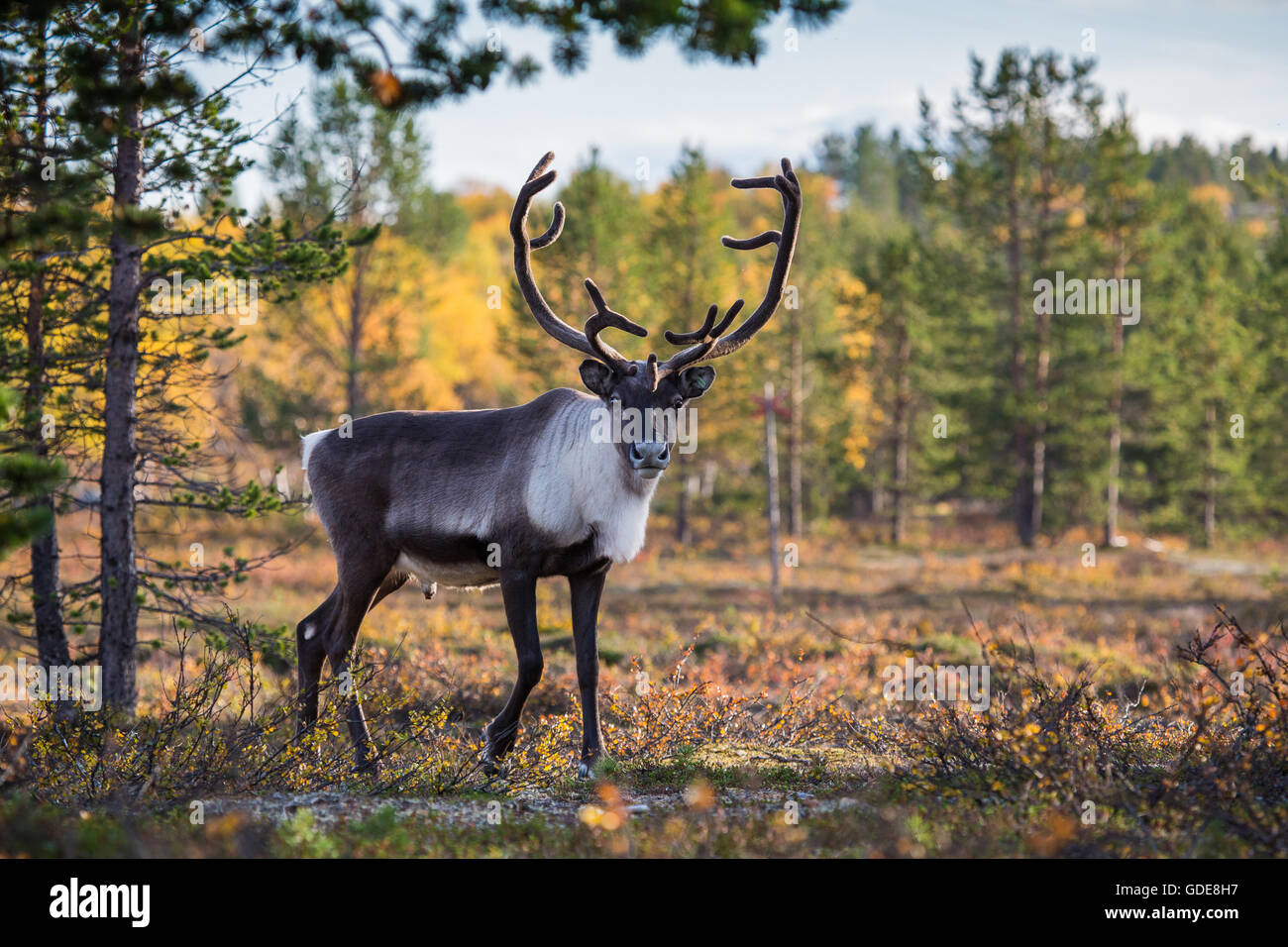 Reindeers lapland hi-res stock photography and images - Alamy