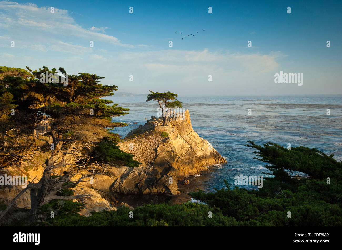 USA,California,Coast,Monterey Peninsula,Lone Cypress tree along shore ...