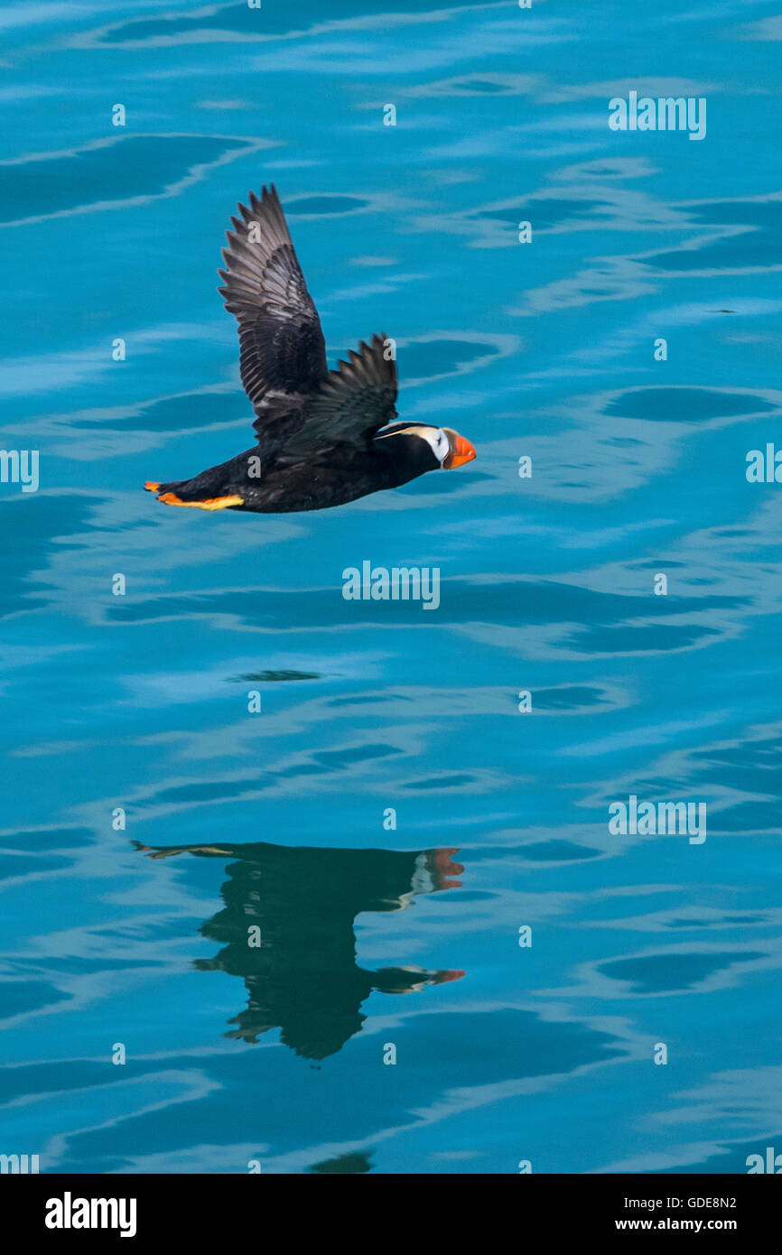 tufted puffin,puffin,bird,flying,Fratercula cirrhata,glacier bay ...
