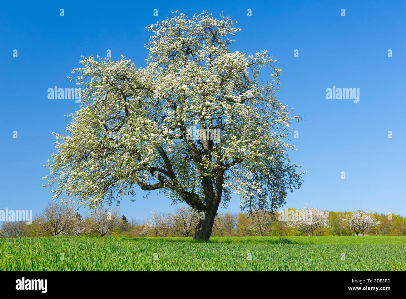Blossoming pear tree in spring,Switzerland Stock Photo - Alamy