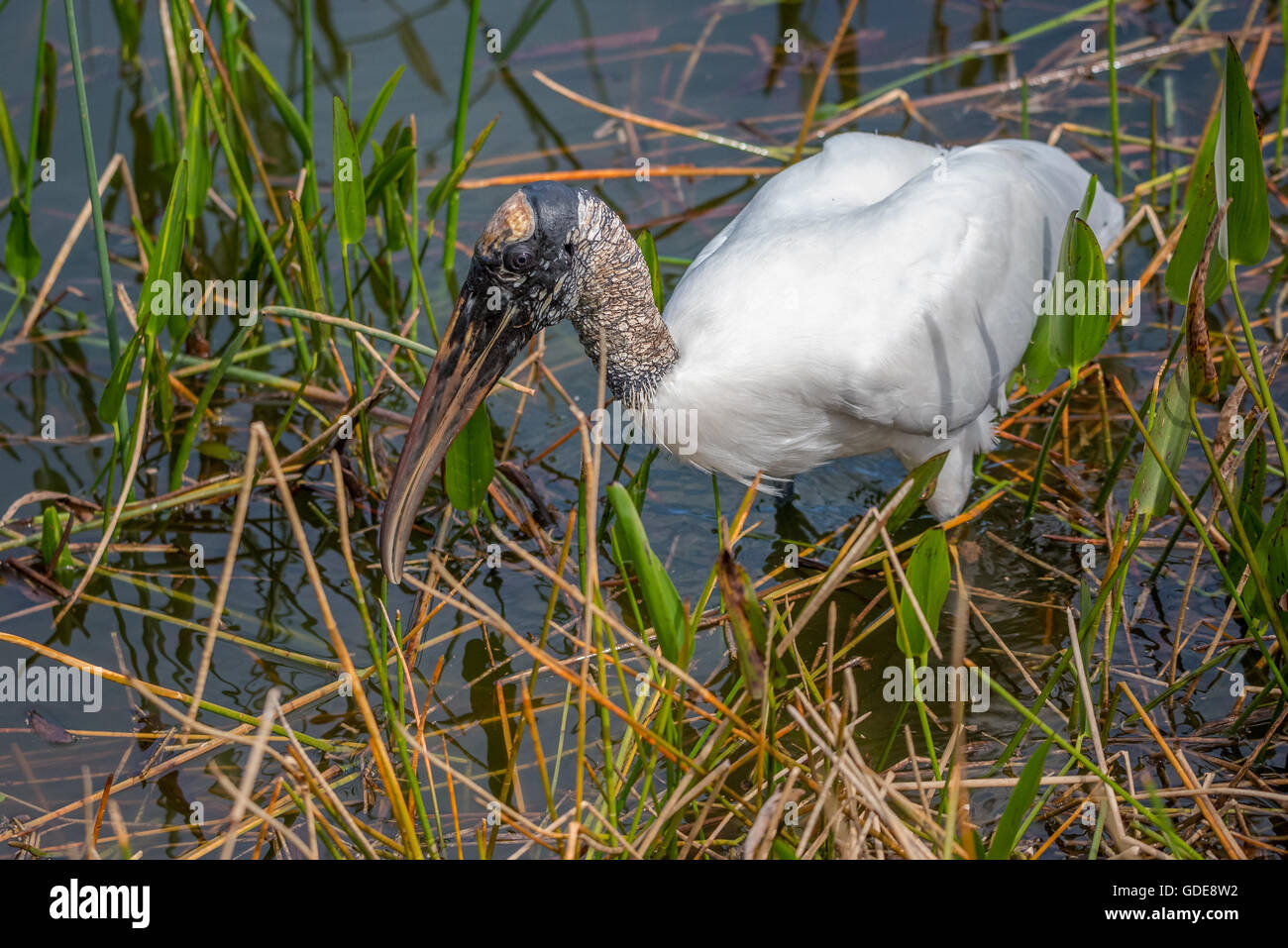 Hunting in marsh hi-res stock photography and images - Alamy