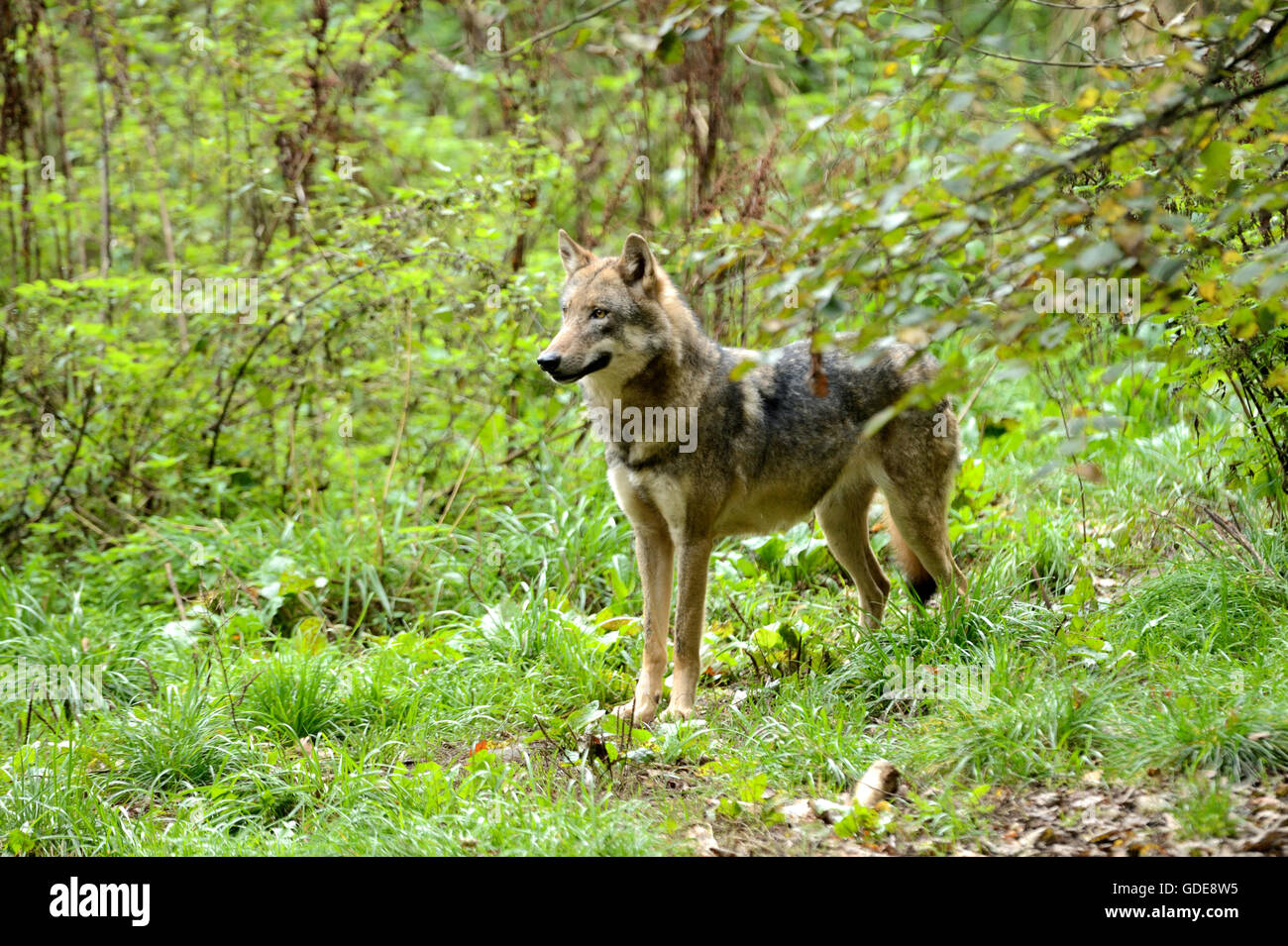 Wolves in summer Stock Photo - Alamy