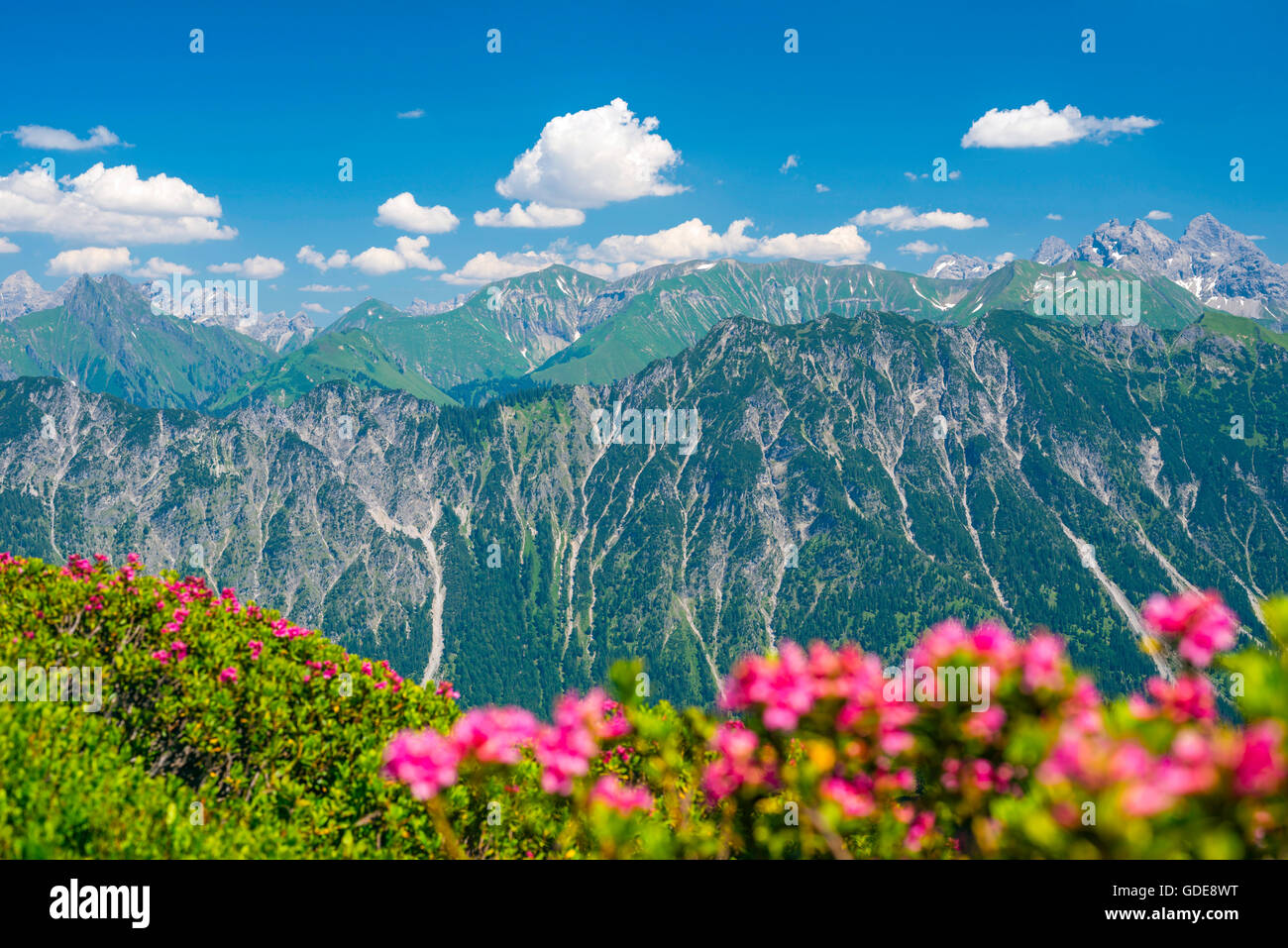 Alpine plant hi-res stock photography and images - Alamy