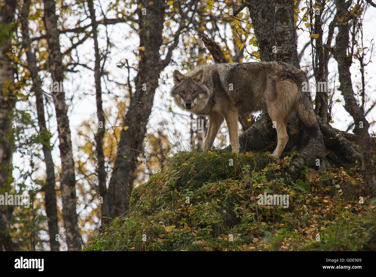 Norway colors hi-res stock photography and images - Alamy