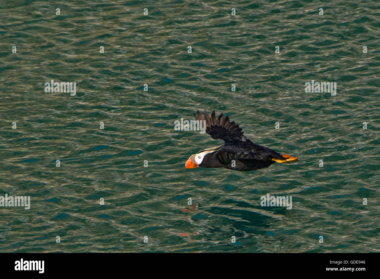 Tufted bird hi-res stock photography and images - Alamy