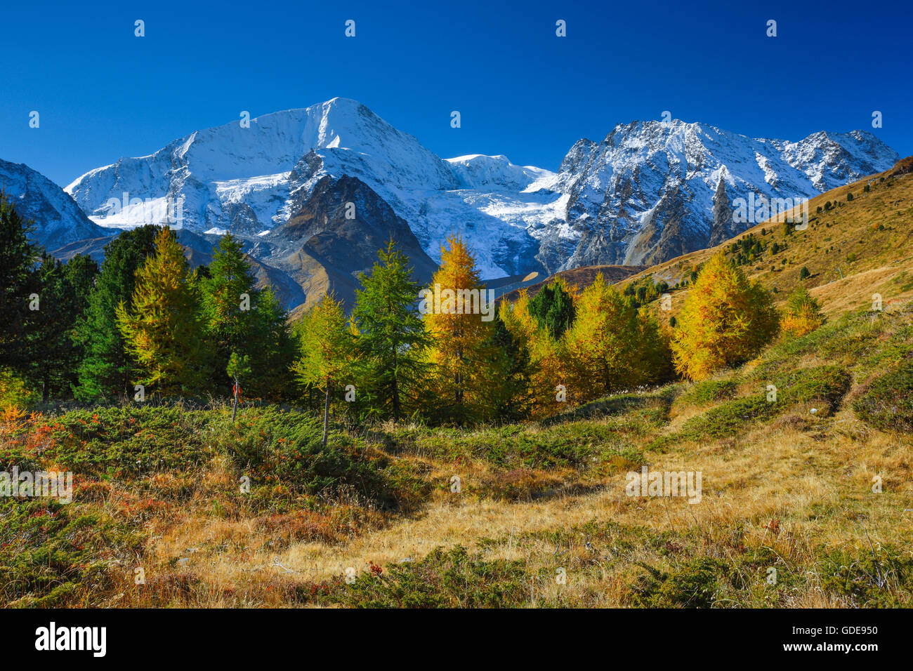 Swiss arolla alps hi-res stock photography and images - Alamy