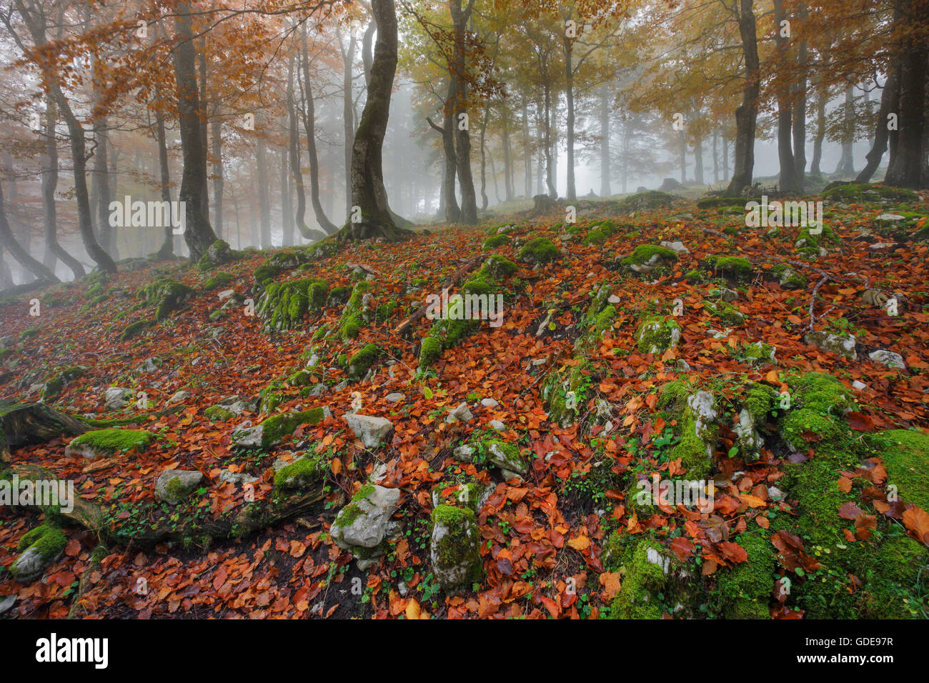 Beech forest in autumn,Switzerland Stock Photo - Alamy