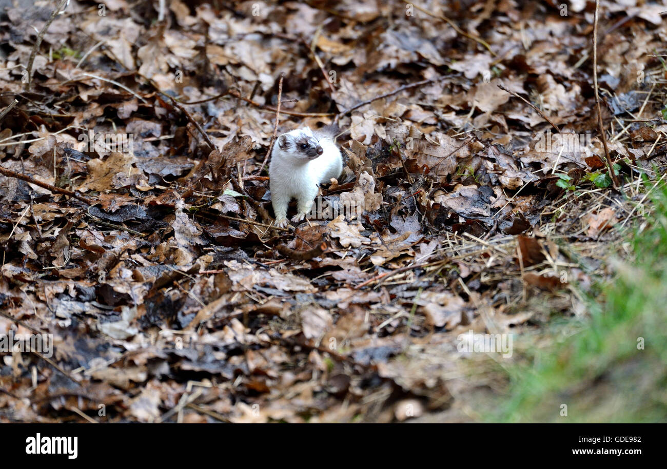 Ermine hi-res stock photography and images - Alamy