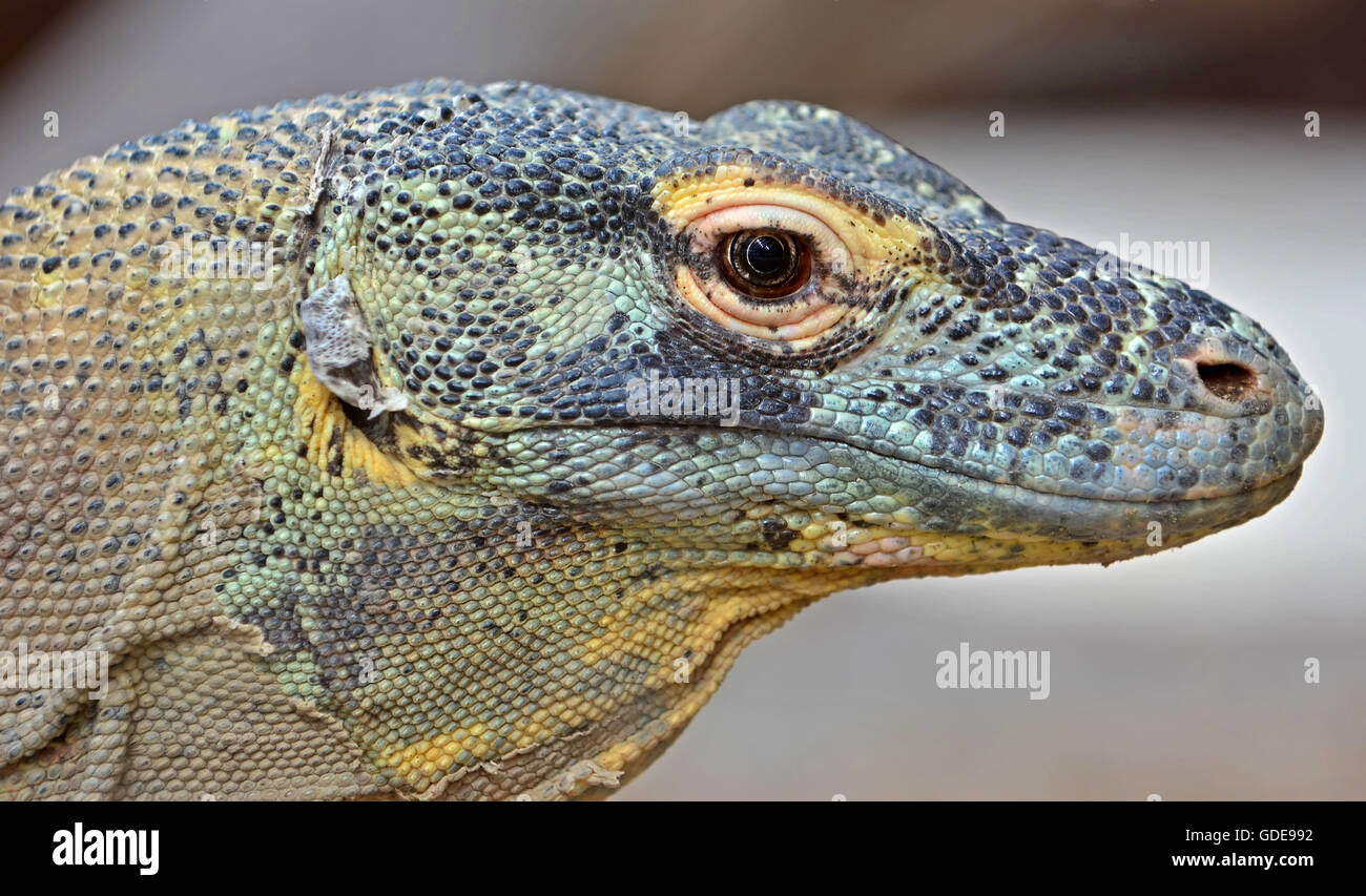 Lizard family hi-res stock photography and images - Alamy
