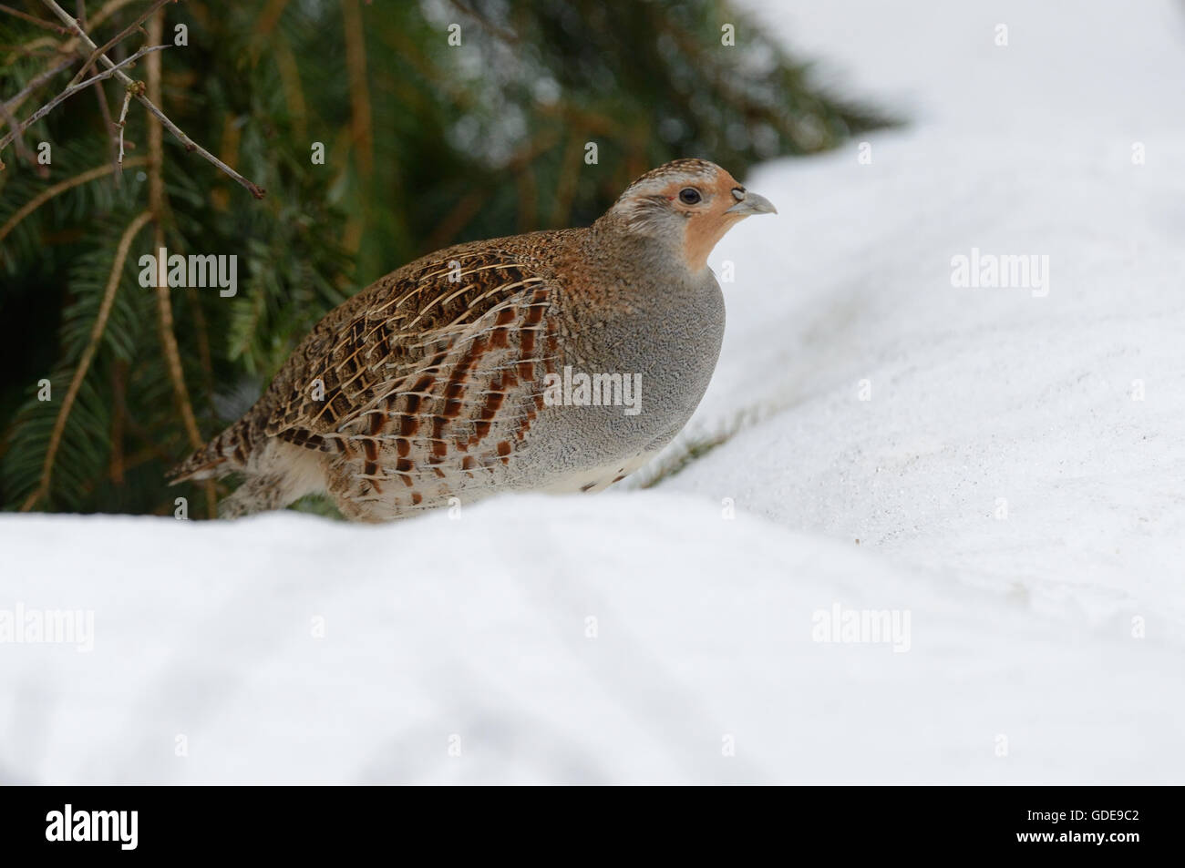 Partridges hi-res stock photography and images - Alamy