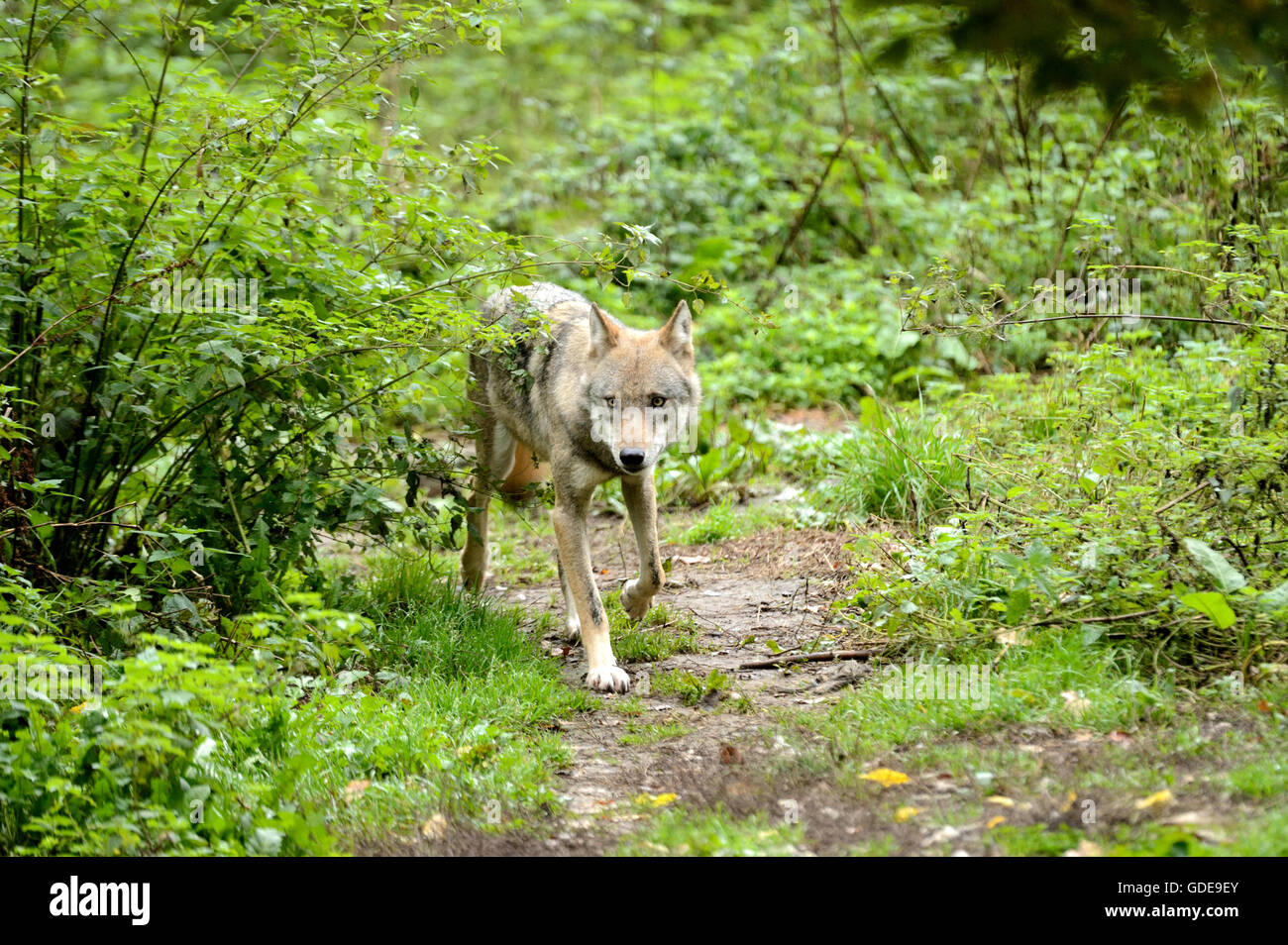 Wolves in summer Stock Photo - Alamy