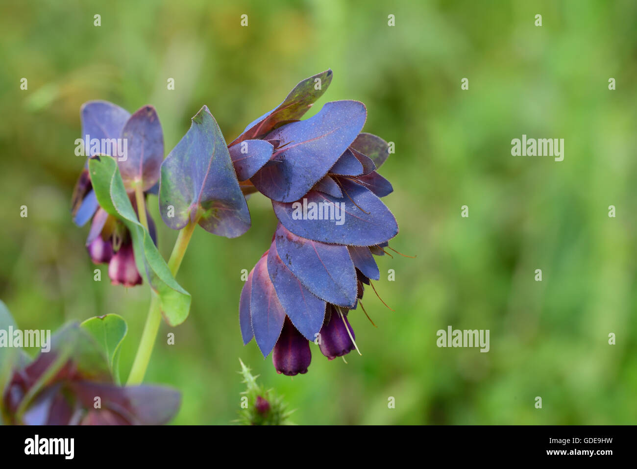 Purple viper's bugloss,Echium plantagineum Stock Photo - Alamy
