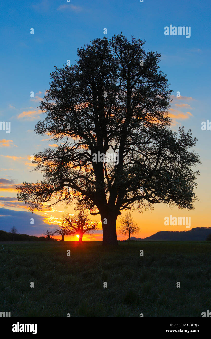 Back 1 pear hi-res stock photography and images - Alamy