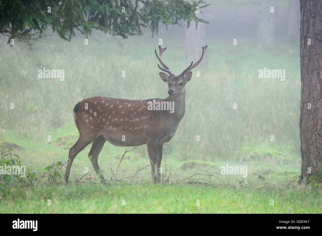 Japanese deer hi-res stock photography and images - Alamy
